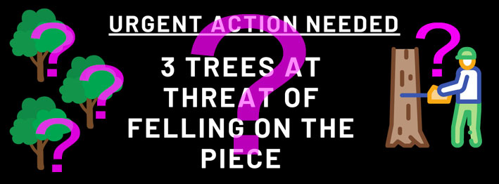 St Matthew’s Piece Trees – The Final Frontier? – Mill Road Bridges